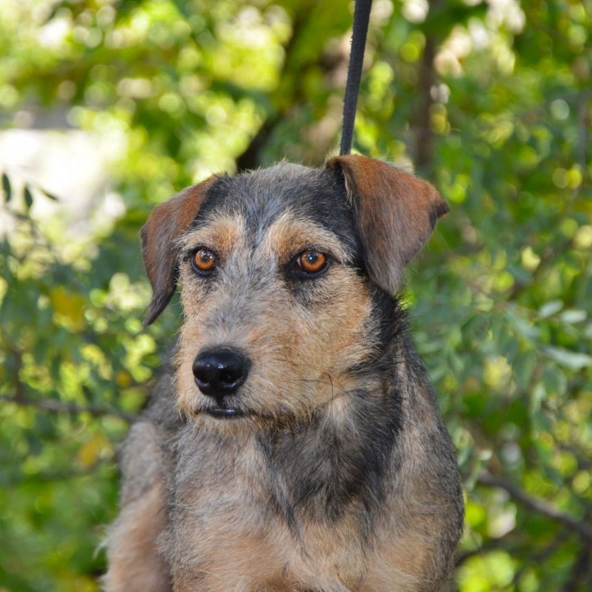 Умный и добрый пёсик в добрые руки