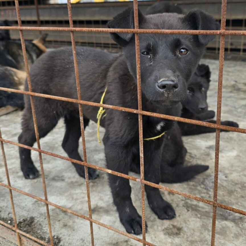 Щенок в добрые руки