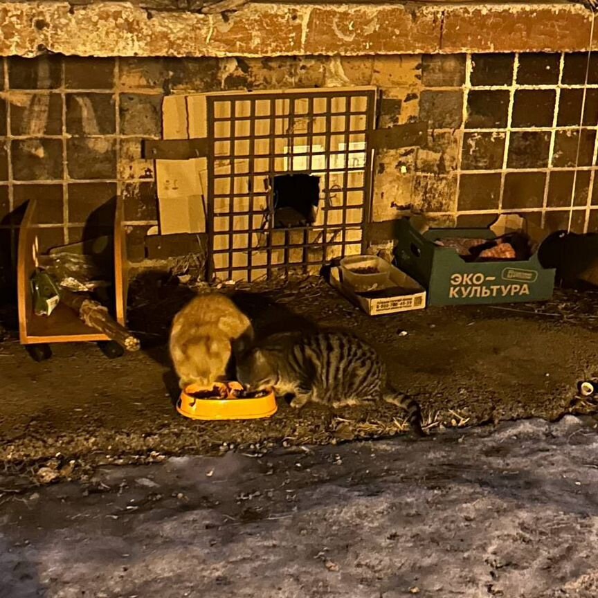 Котята