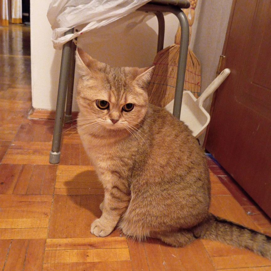 Отдам в добрые руки кошку