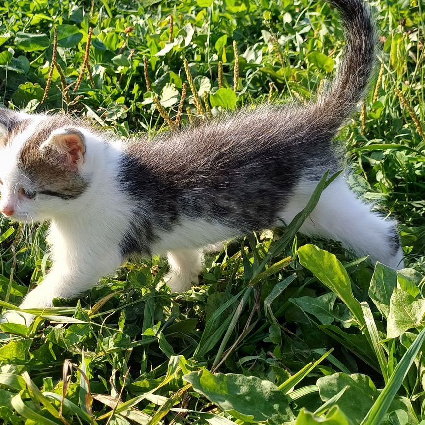 Котята в добрые руки бесплатно