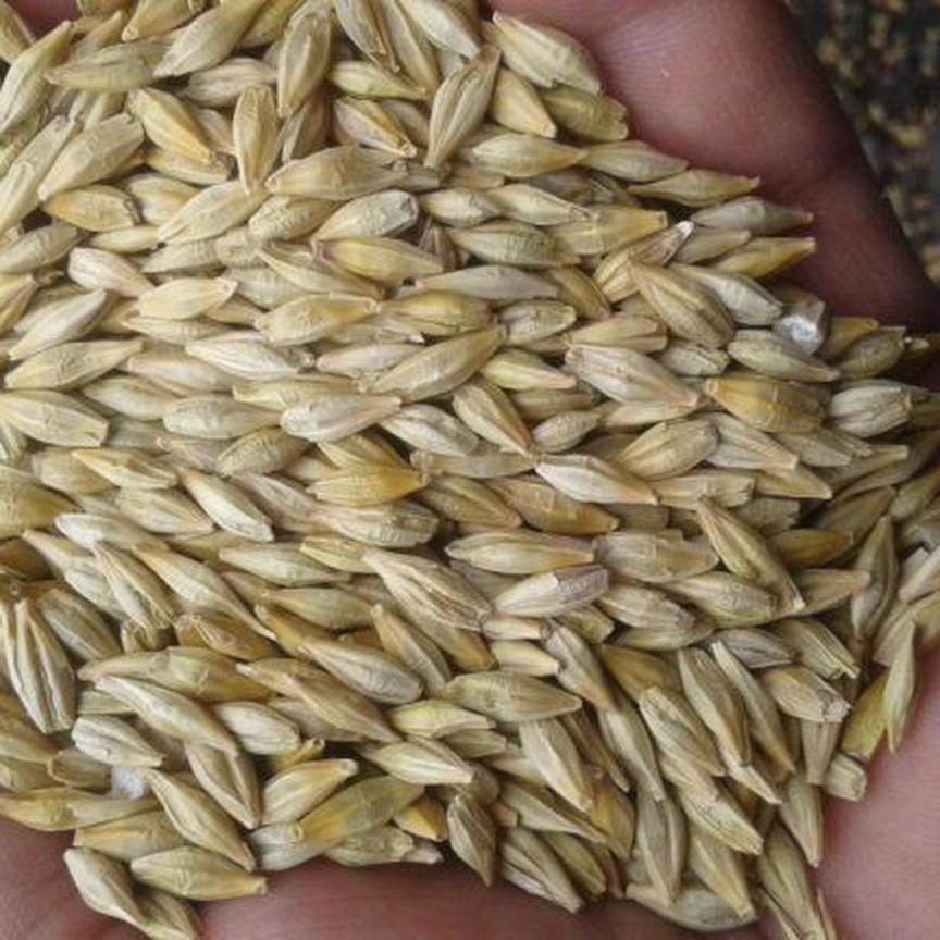 Отходы ячменные