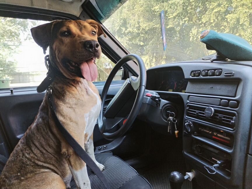 Собака в добрые руки отдам бесплатно