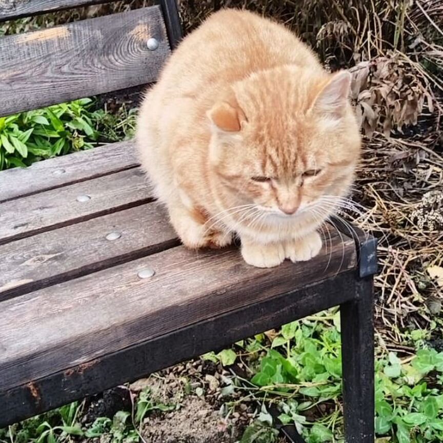 Европейский короткошёрстный кот, взрослый