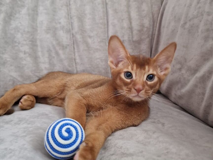 Абиссинская кошка