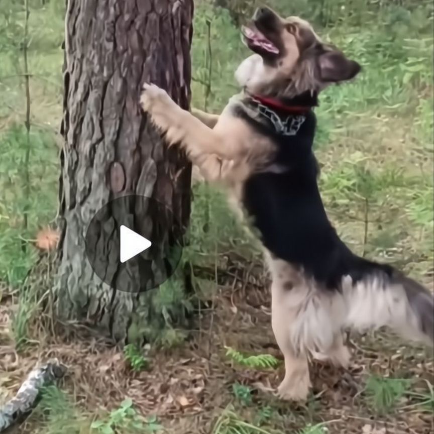 Золотистый ретривер, взрослый пёс