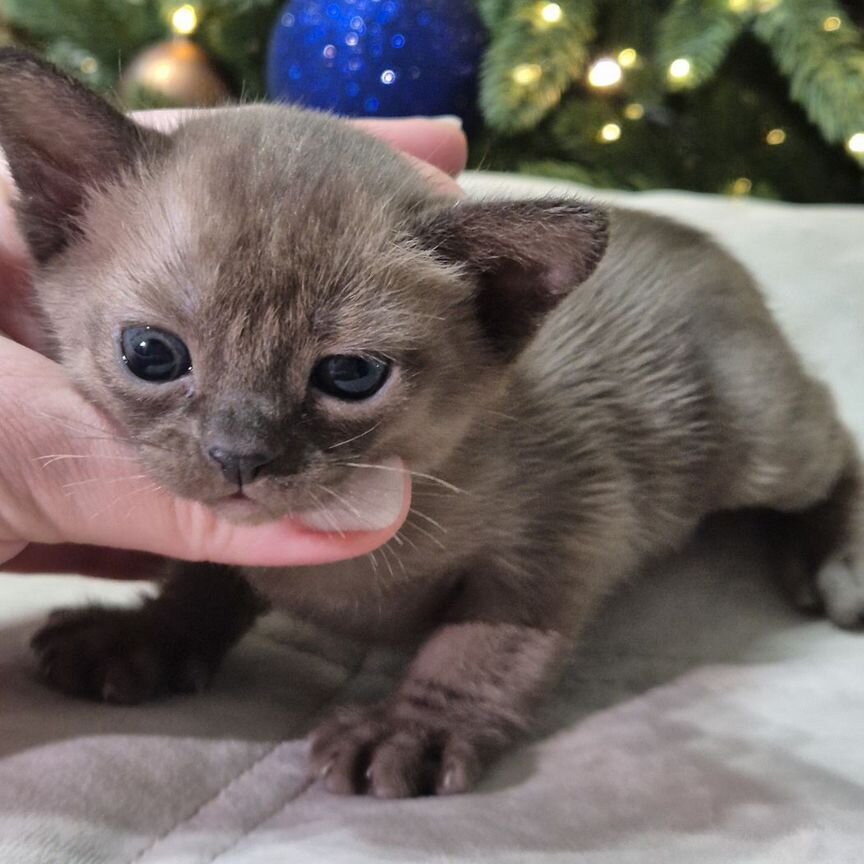 Европейский бурманский котёнок