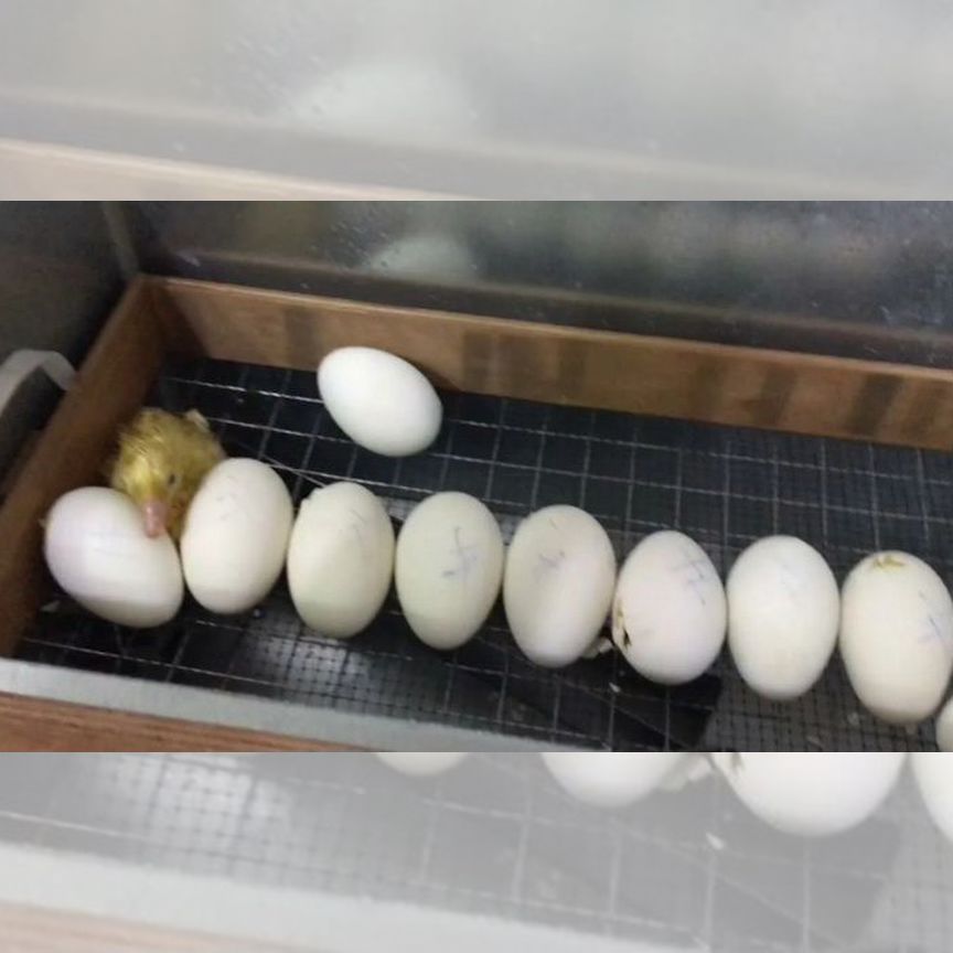 Прадам гусиное яйцо