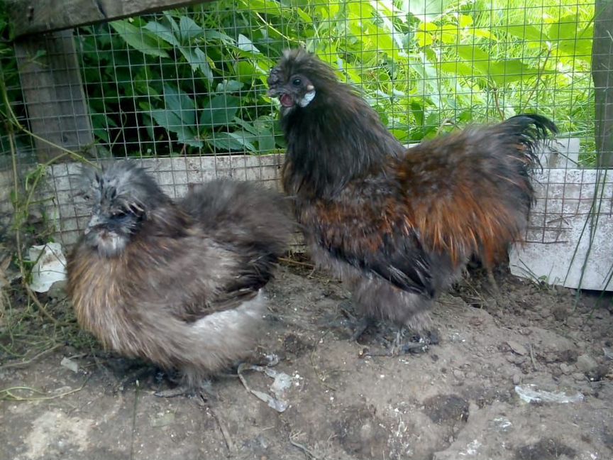 Китайские шелковые куры