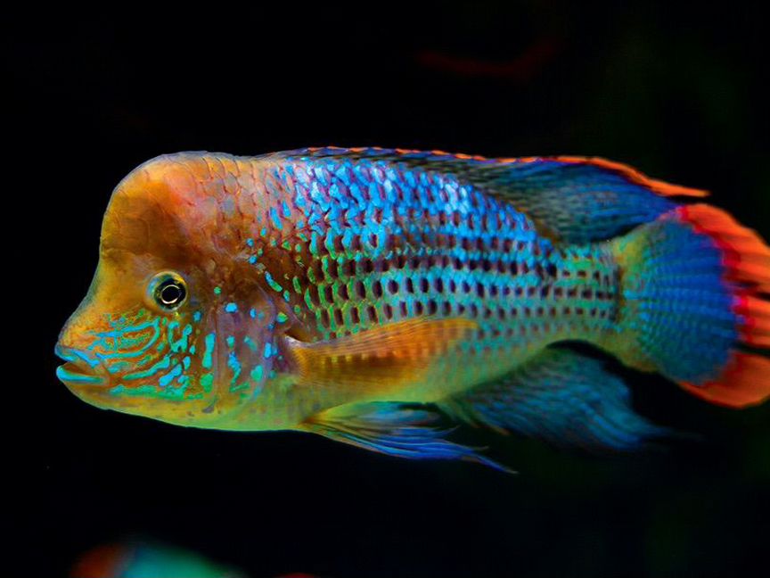 Бирюзовая акара