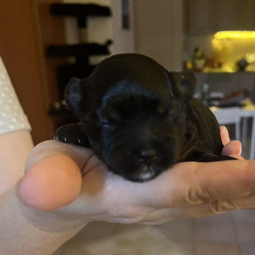 Черный йорк (резерв)