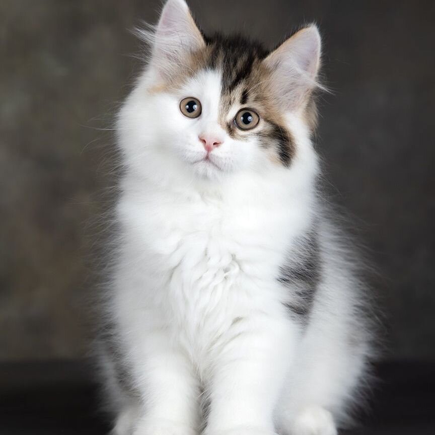 Котенок породы курильский бобтейл