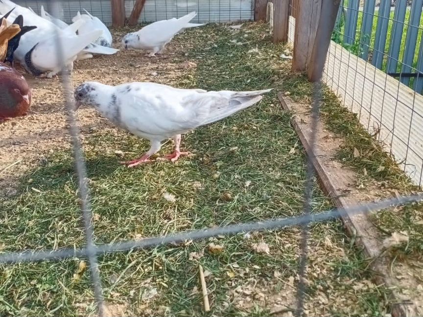 Продажа голубей Чеграши