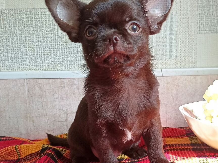 Шоколадный мальчик чихуа