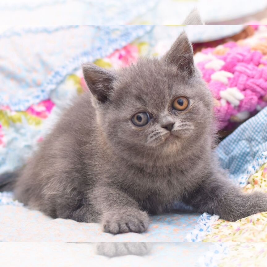 Британский короткошёрстный котёнок