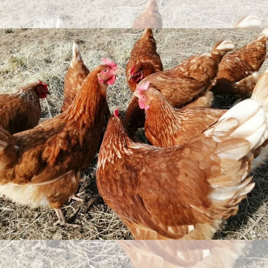 Куры несушки домашние