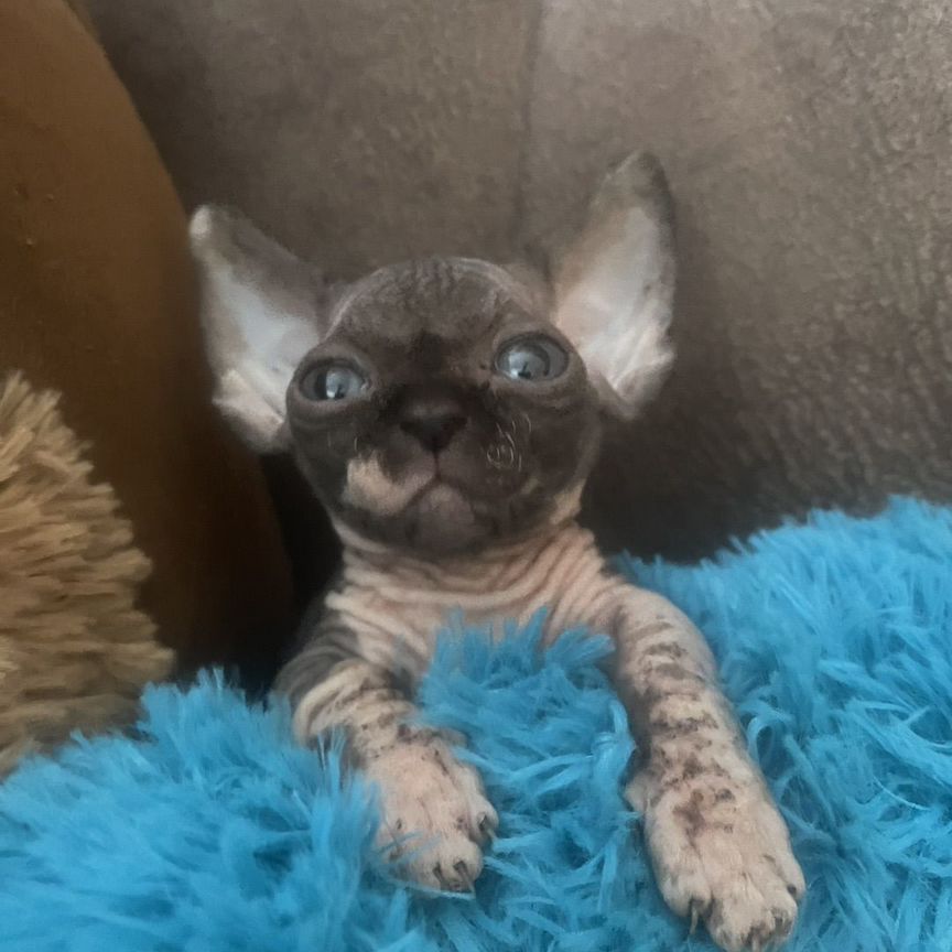 Канадский сфинкс котенок бамбино