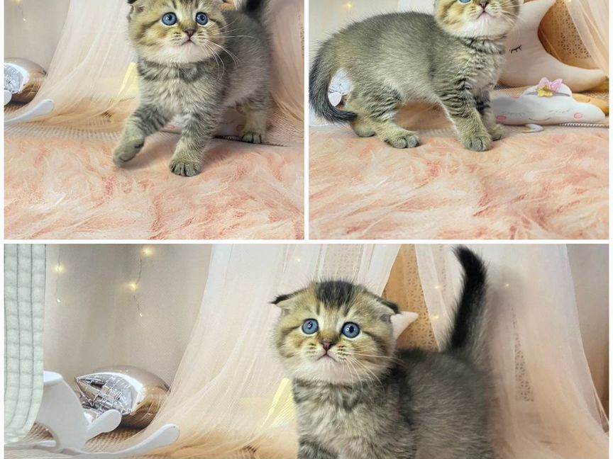 Шотландские вислоухие и прямоухие котята