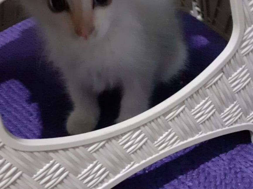 Отдам котика в добрые руки