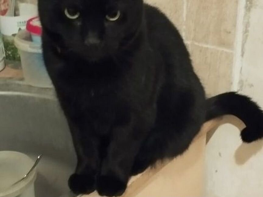 Котик черныш ищет семью