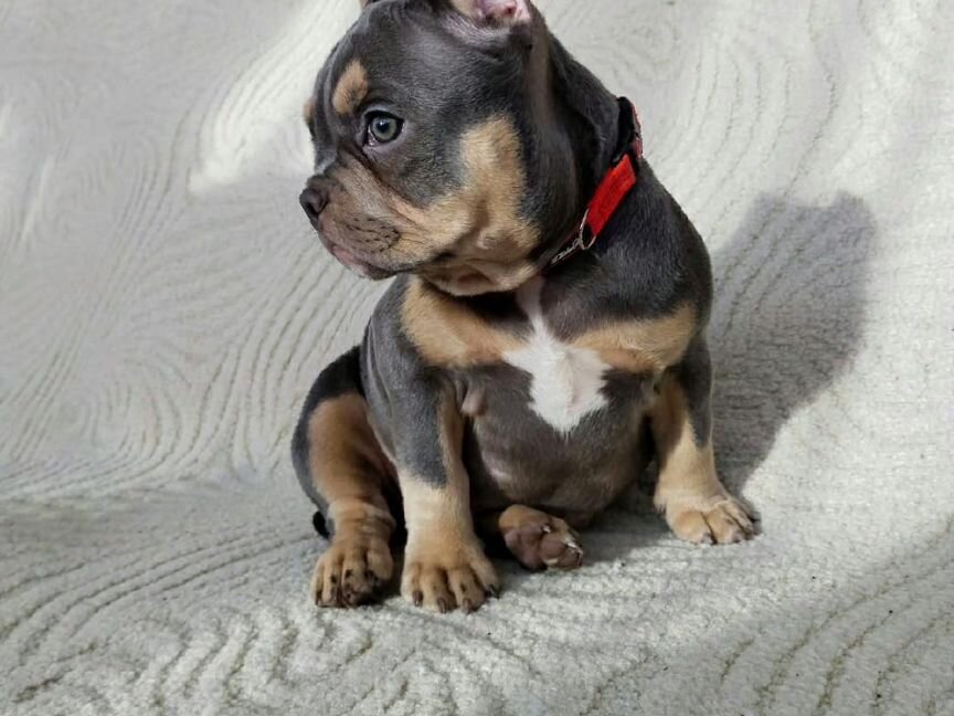 Американский Булли