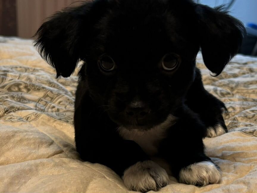 Щенки мальтипу