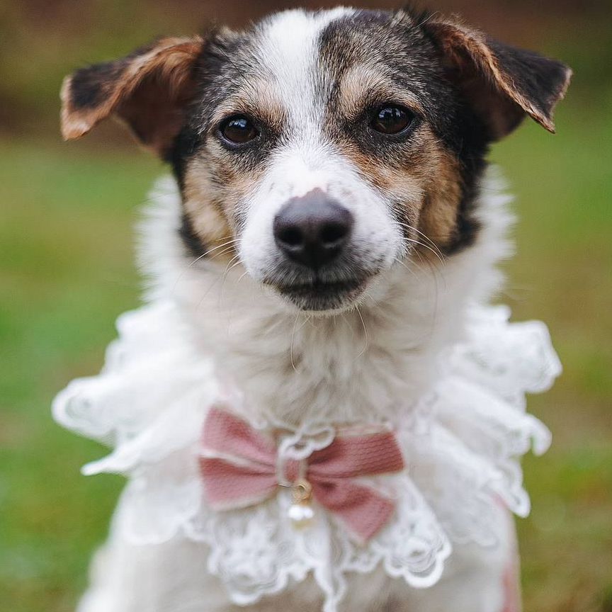 Взрослая собака в добрые руки