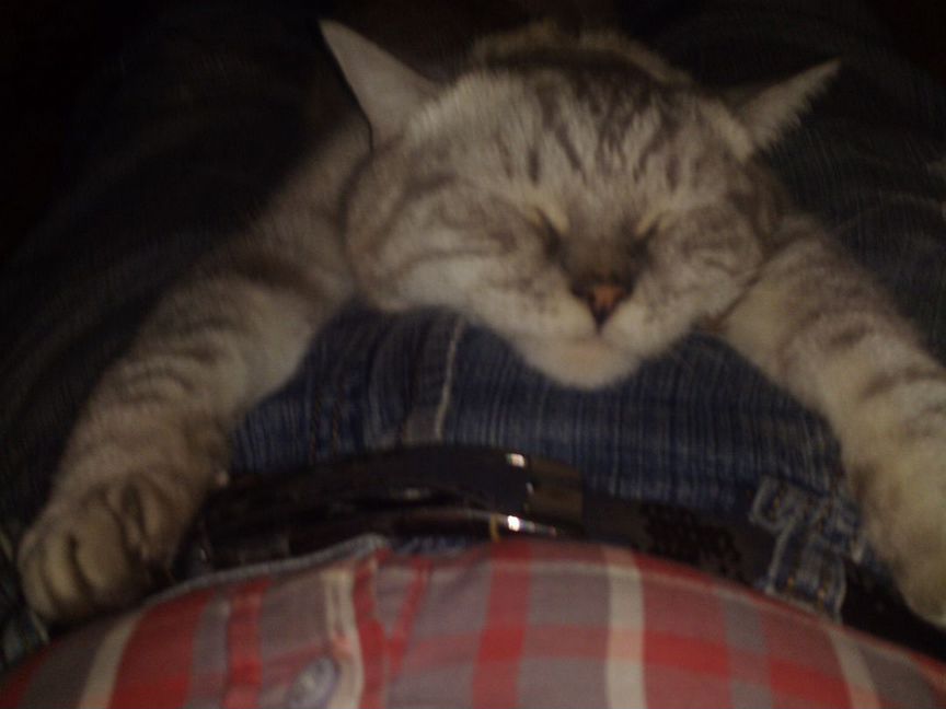 Кот Британец короткошёрстный