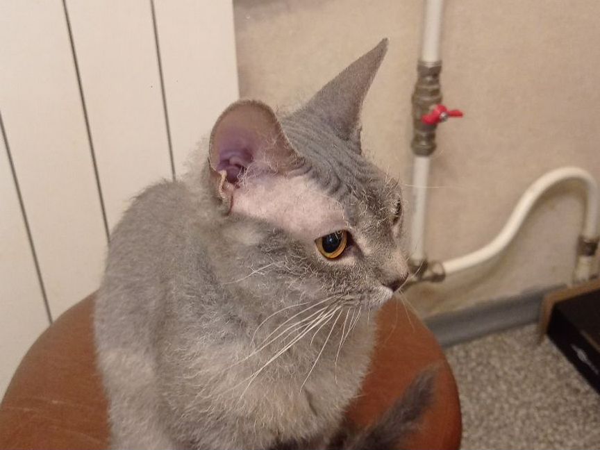 Кошка сфинкс бесплатно