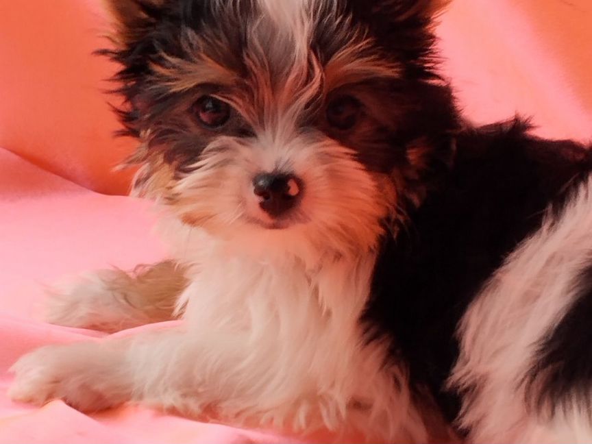 Классные девчонки