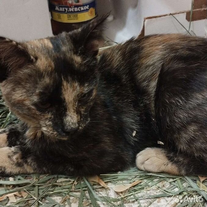 Отдам бесплатно, нашла котëнка