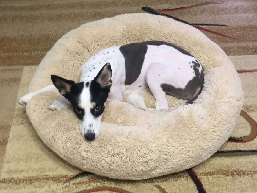 Собака в добрые руки