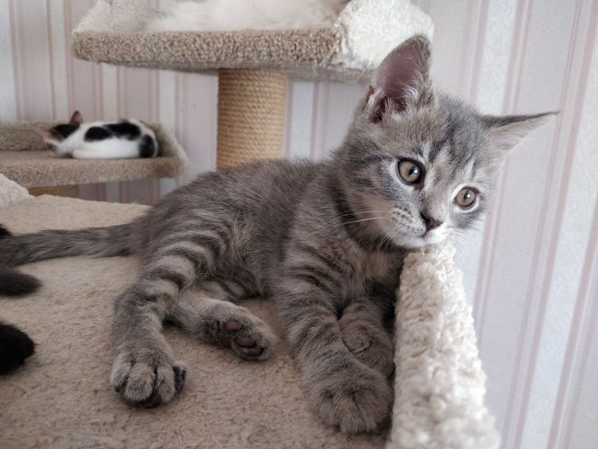 Котенок