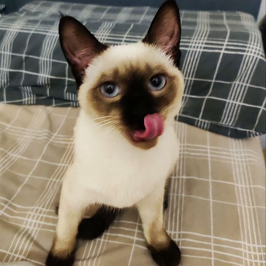 Тайский котенок (Siamese Original)