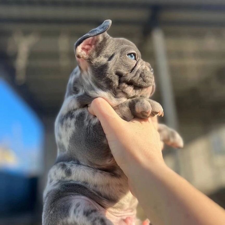 Французский бульдог