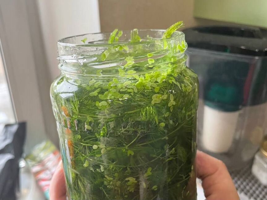 Аквариумная прополка