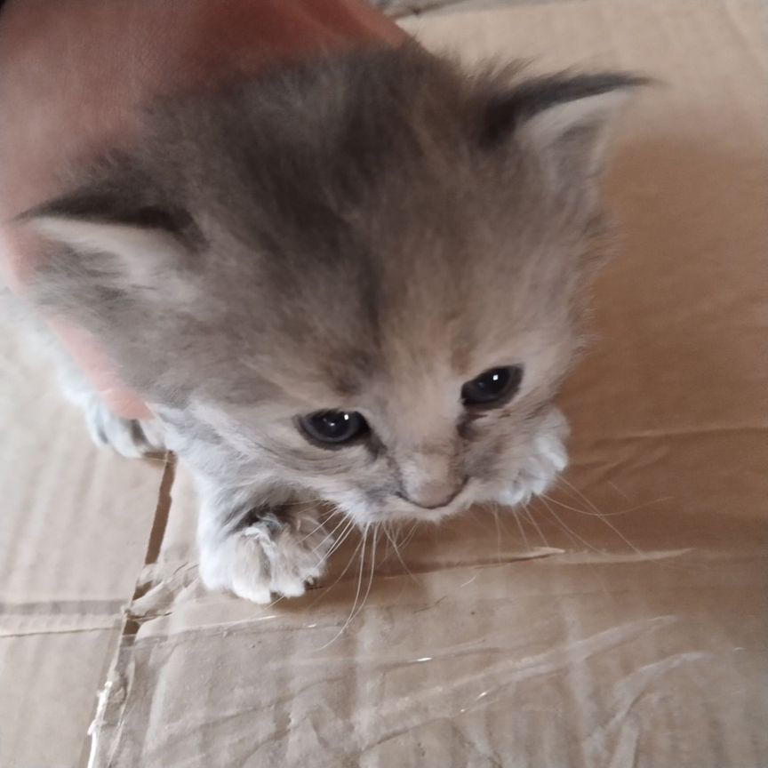Котенок девочка 1 месяц