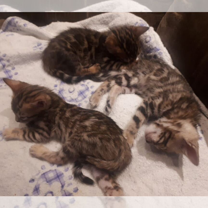 Бенгальские котята