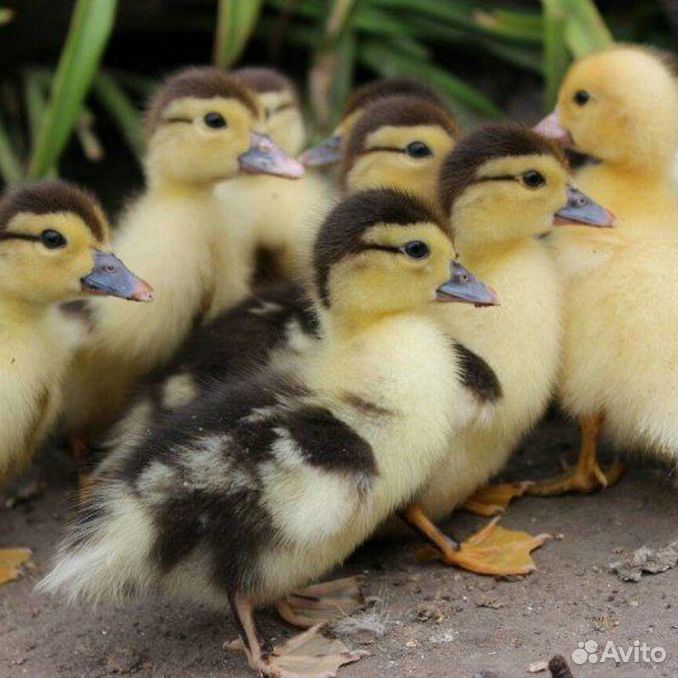 Утята (Индоутята) 2-недельные