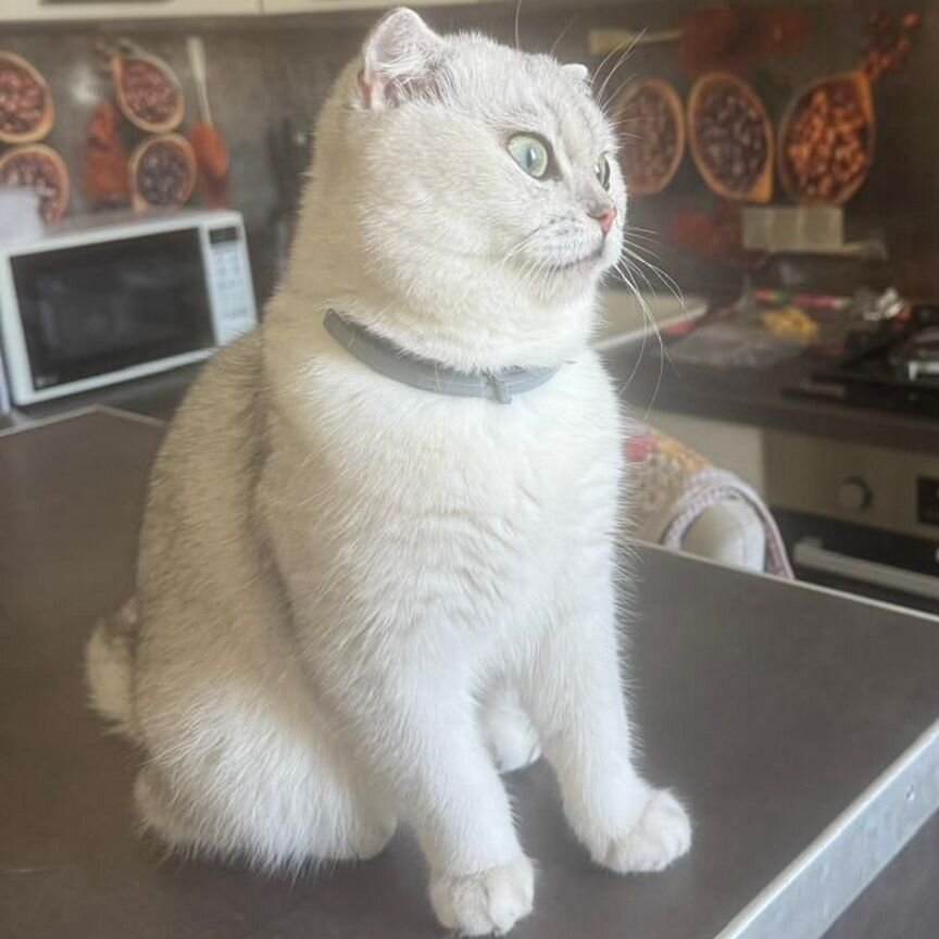 Кошка в дар бесплатно