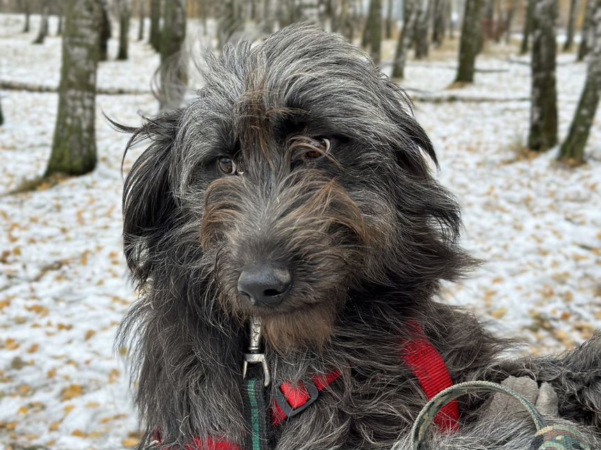 Молодой пес Филя в дар