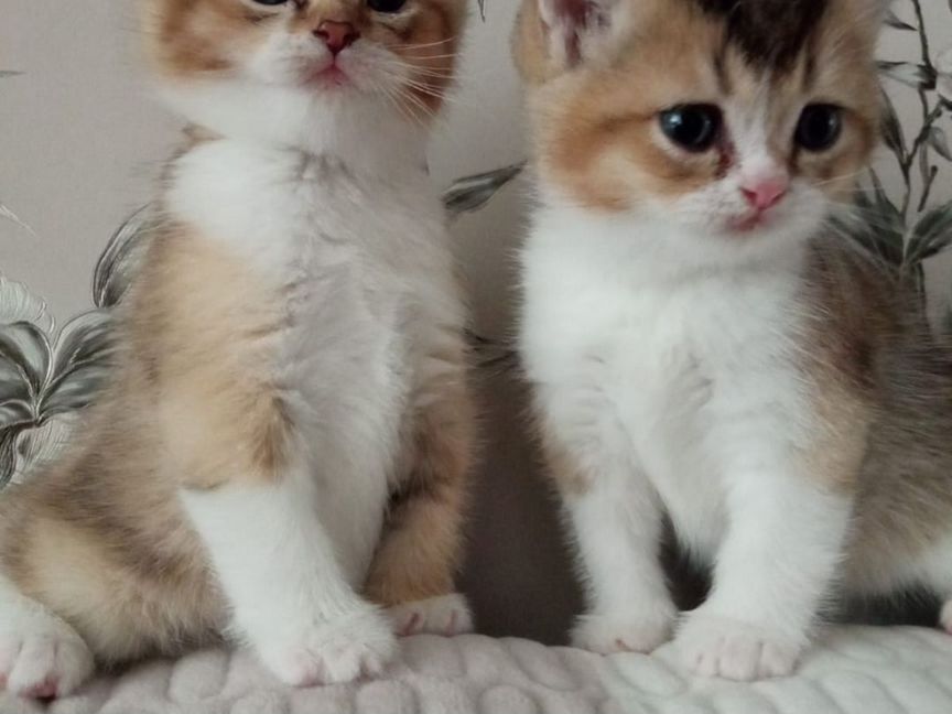 Британские котята