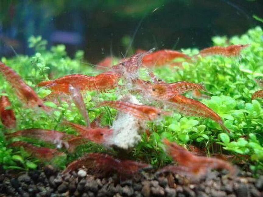 Креветки вишни