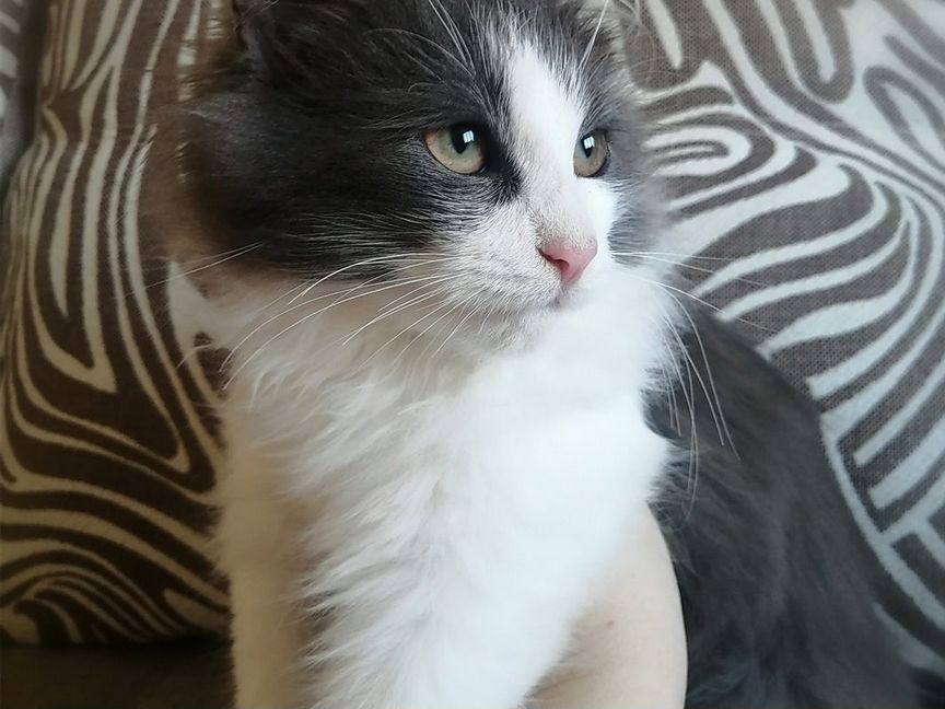 Котёнок