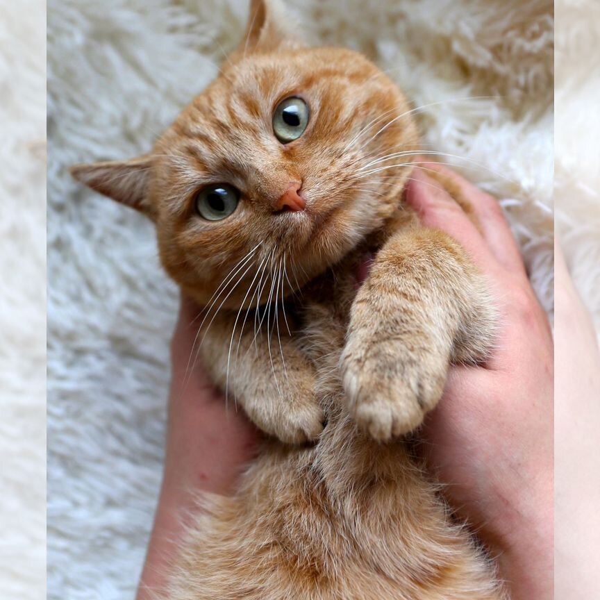 Рыжая кошка Злата 1 год