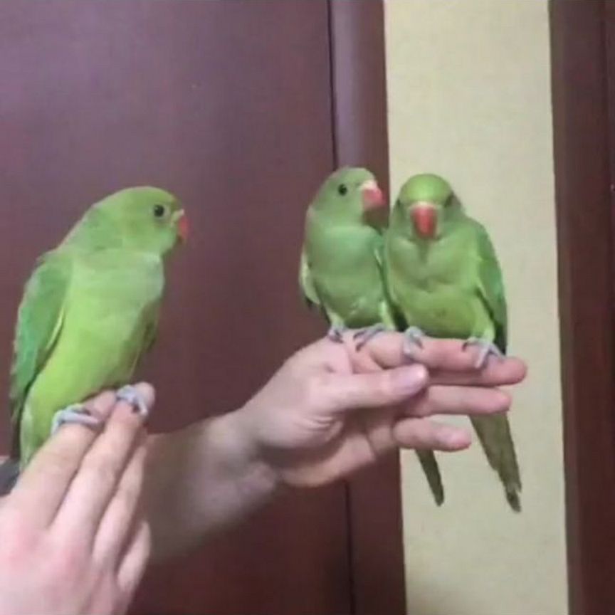 Птенцы ожереловых попугаев