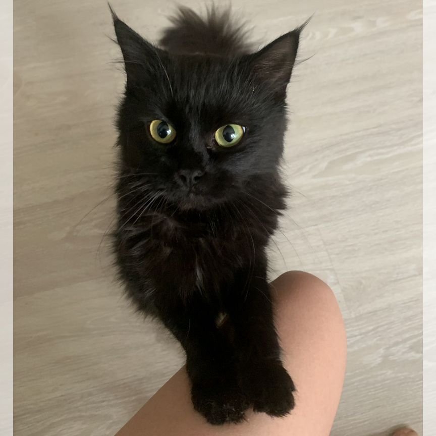 Взрослая кошка в добрые руки