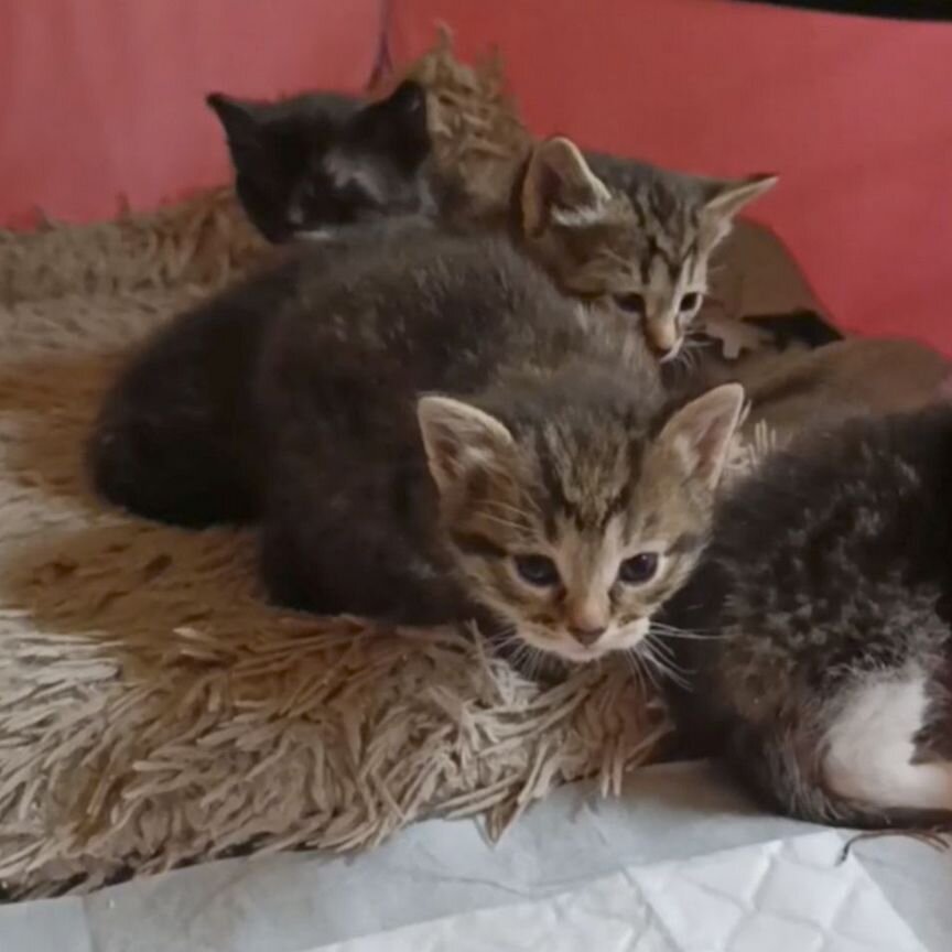 Рождественские котята