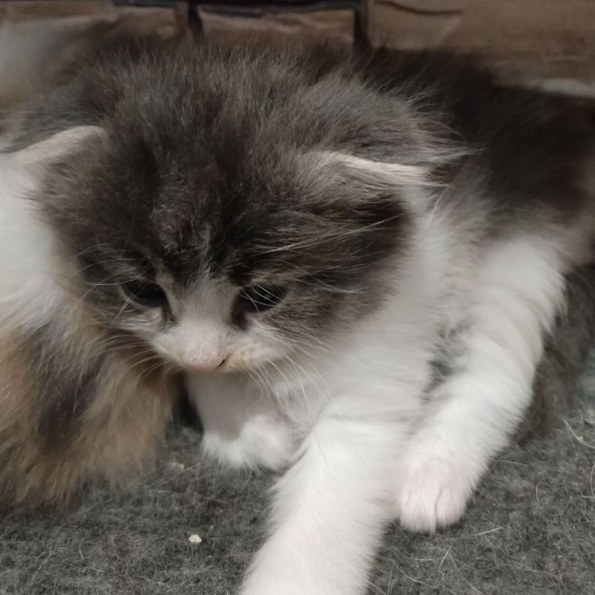 Шотландский вислоухий длинношёрстный котёнок