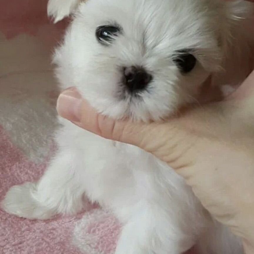 Щенки от звездного шикарного папы